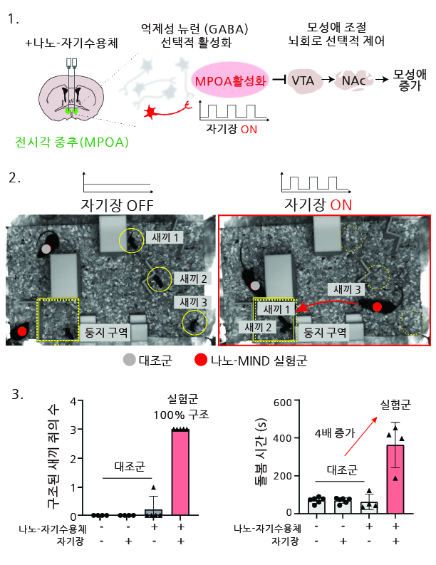 자기장으로 뇌 자극해 행동·감정 조절에 성공...나노의학연구단 천진우 단장, "세계 최초로 뇌과학의 차세대 플랫폼 기술 될 것!”