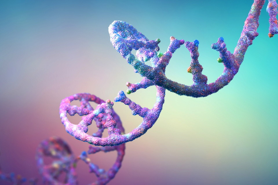 인공지능 기반 RNA 3차원 구조 예측 기술 공개,...MIT-푸단대-홍콩중문대, RNA 언어 모델 기반 '로폴드+' 제시