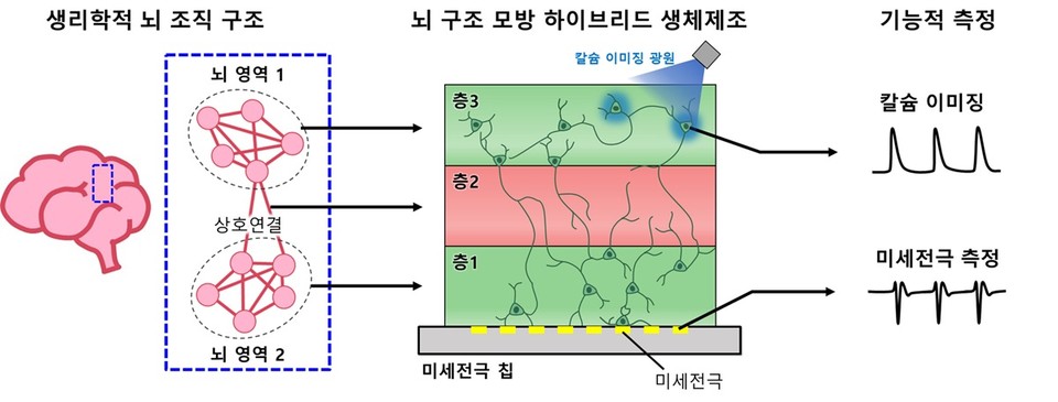 KAIST, 6배 정밀한 3D 뇌 모사 플랫폼 구현 성공...뇌세포와 미세전극 칩 결합, 고정밀 3D 신경 플랫폼